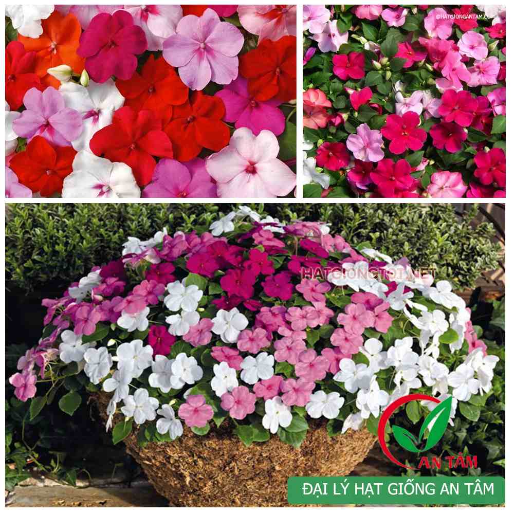 Hạt giống hoa mai địa thảo