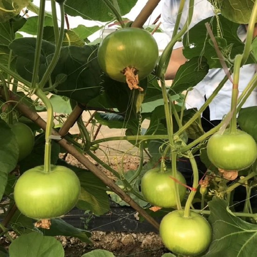 Hạt giống bầu hương quả tròn