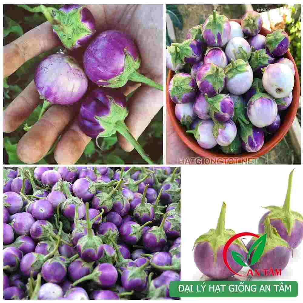 Hạt giống cà pháo tím cao sản