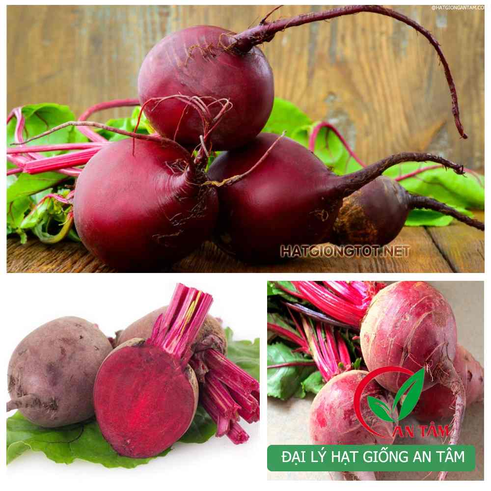 Hạt giống củ dền đỏ Hà Lan - có gói lớn