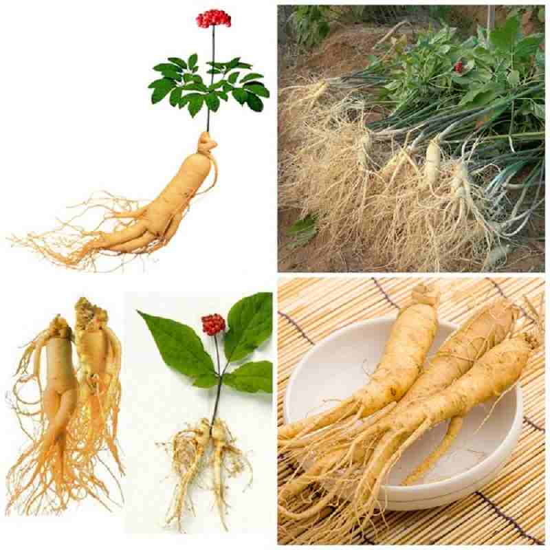 Bán hạt giống nhân sâm hàn quốc F1 đã có hàng
