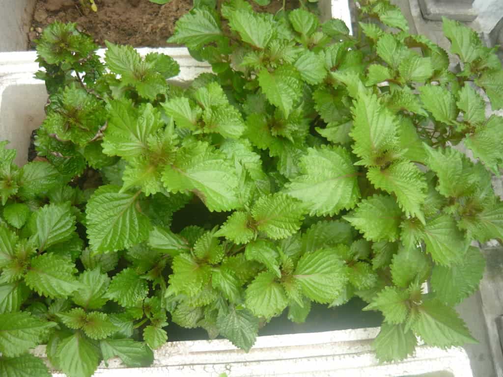 Hướng dẫn cách trồng rau thơm trong chậu