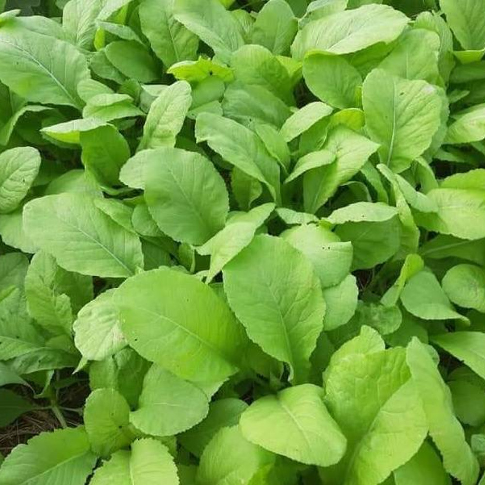 Tên tất cả các loại rau cải mà bạn nên biết