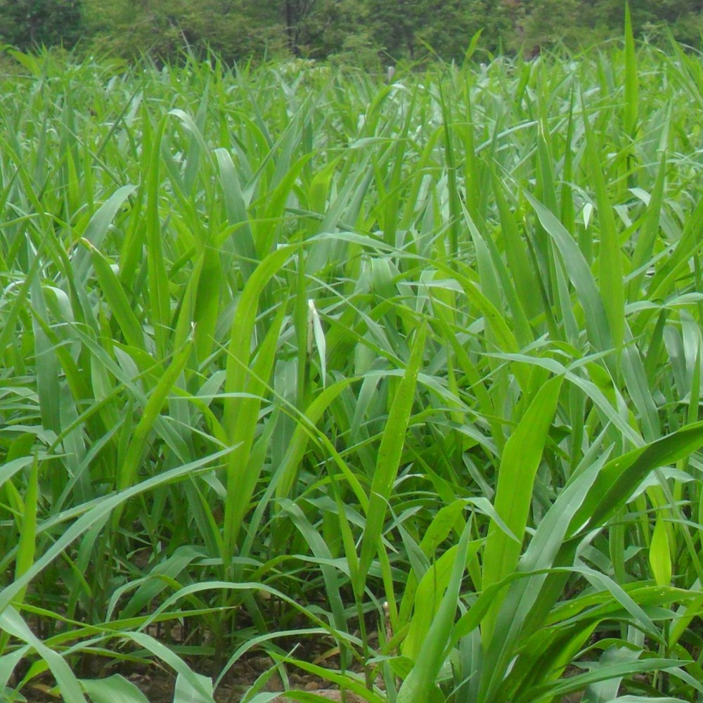 Hạt giống cỏ ruzi thái lan giá rẻ