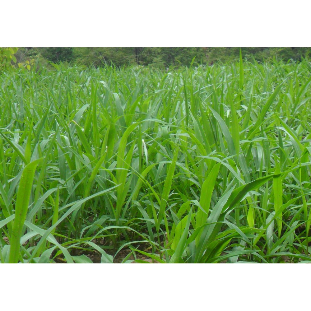 Hạt giống cỏ ruzi thái lan giá rẻ