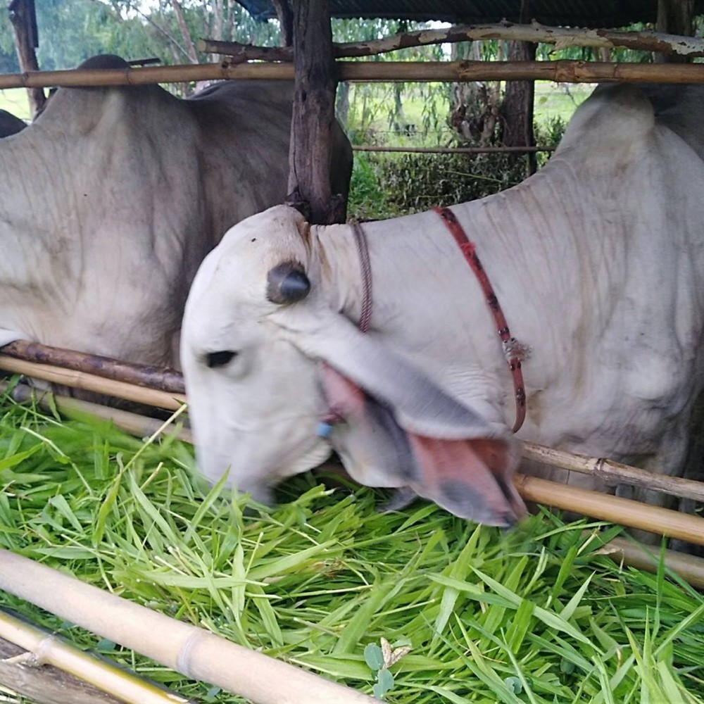 Hạt giống cỏ ruzi thái lan giá rẻ