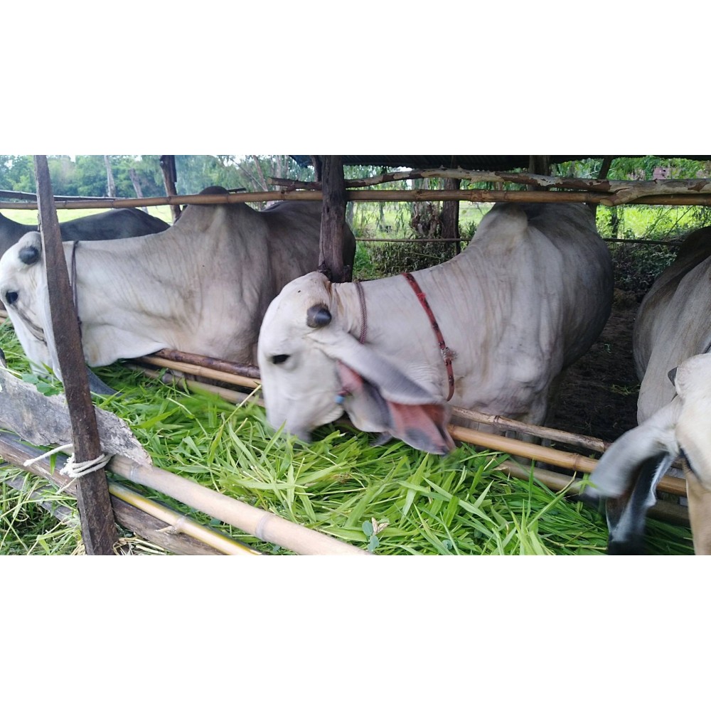 Hạt giống cỏ ruzi thái lan giá rẻ