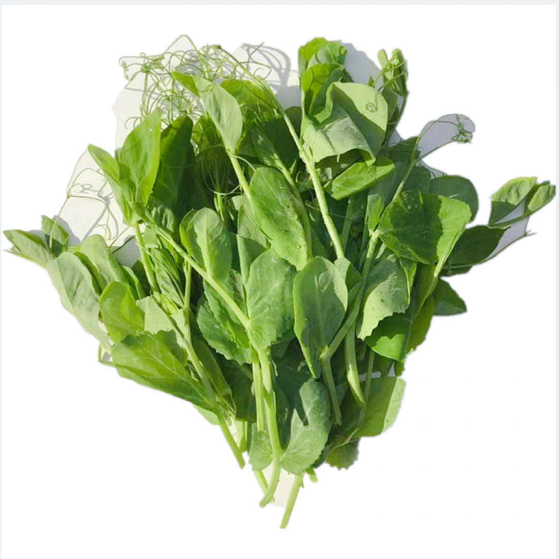 Hạt giống rau đậu hà lan siêu ngọn(lấy lá)