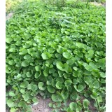 Hạt giống rau má ta lá nhỏ(rau má đồng)