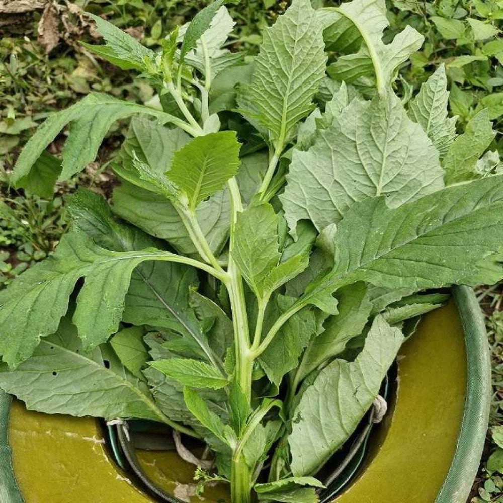 Hạt giống rau tàu bay